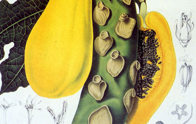 Don't 'Dar papaya' | The City Paper Bogotá