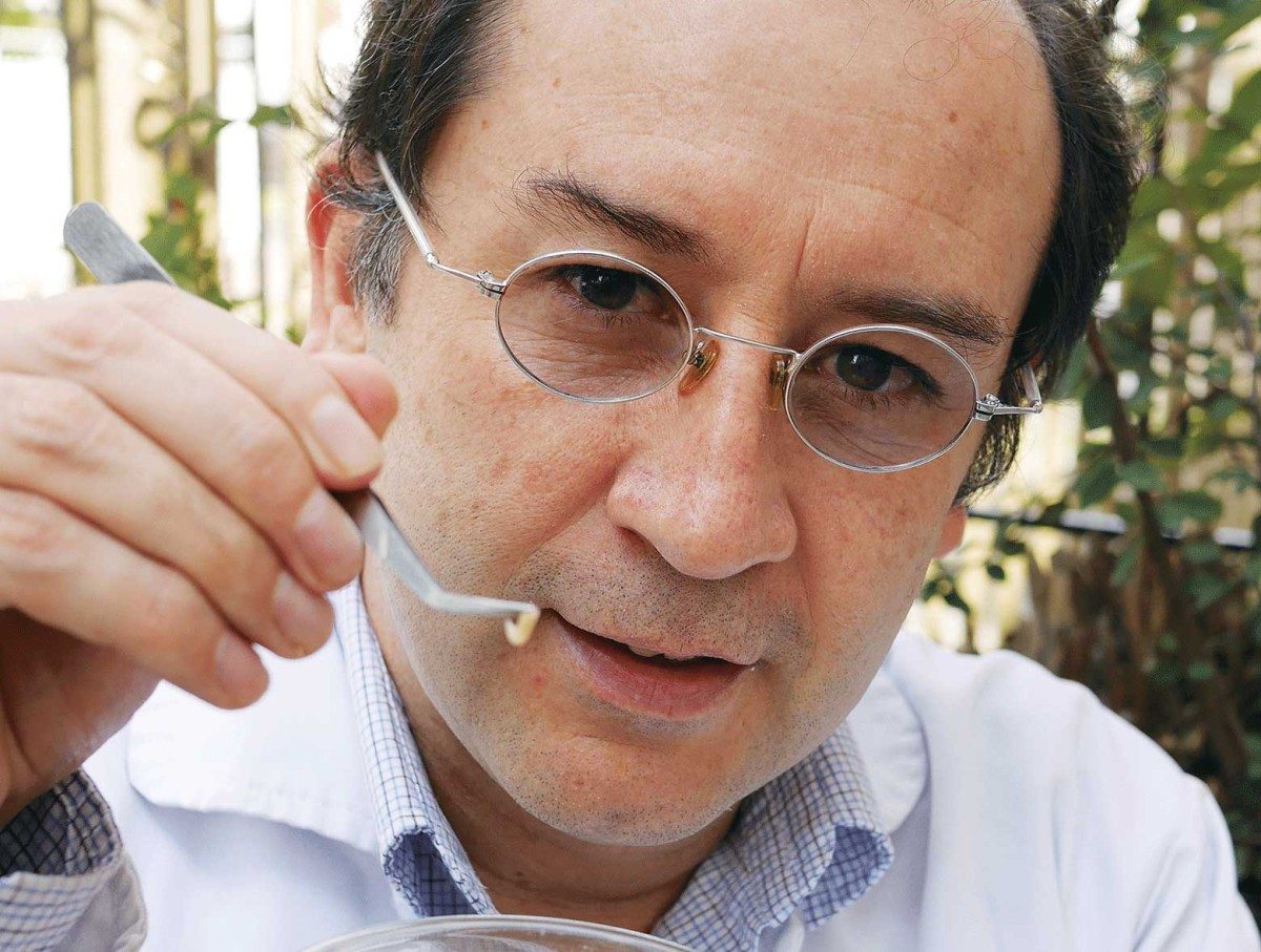 Medicinal maggots to the rescue