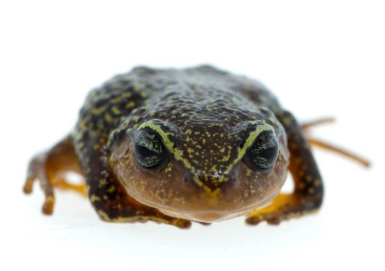 New species of high-altitude Andean frog discovered in Colombia | The ...