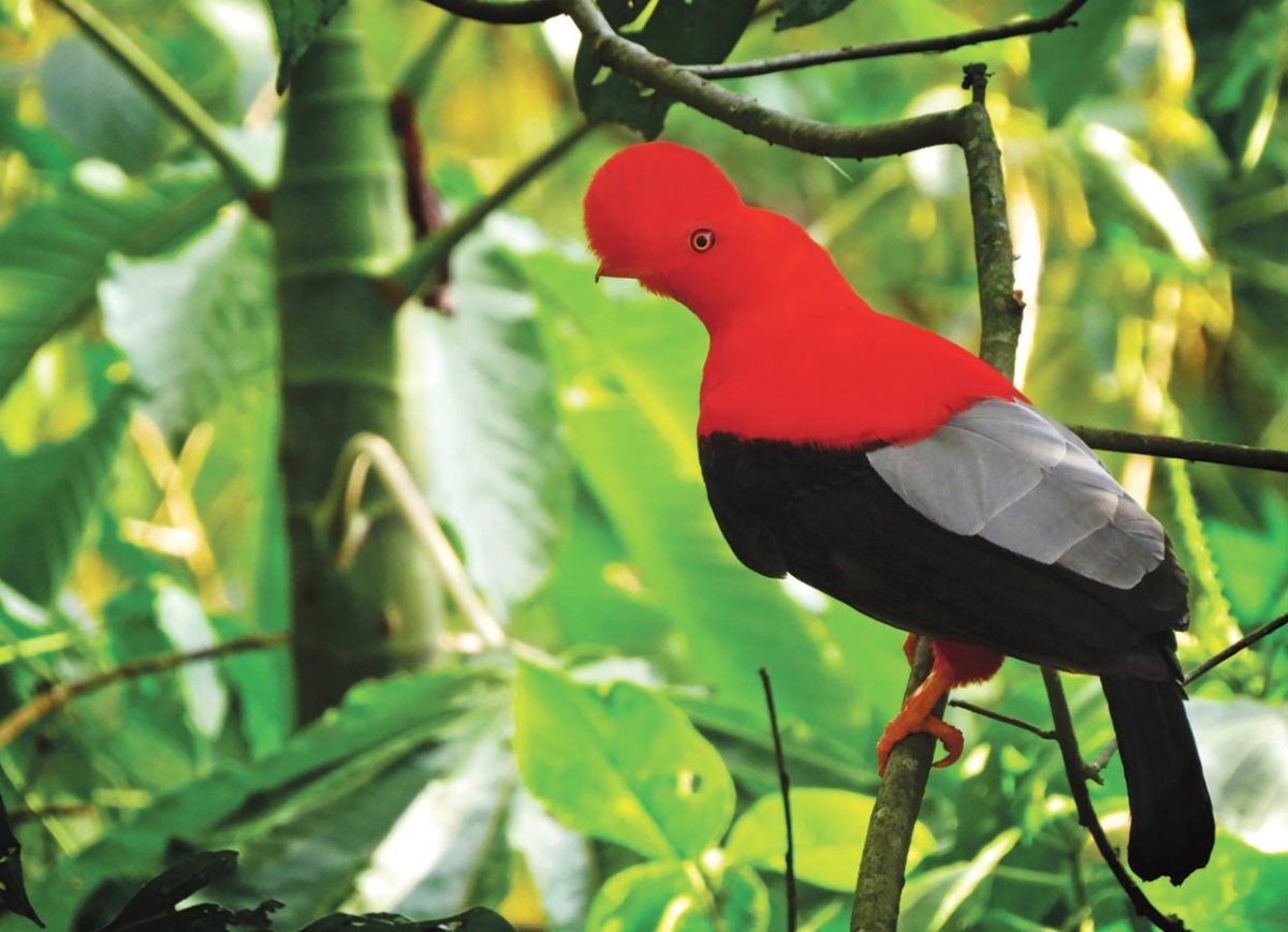 Rupicola: The rock stars of Colombia's Vaupés department | The City ...