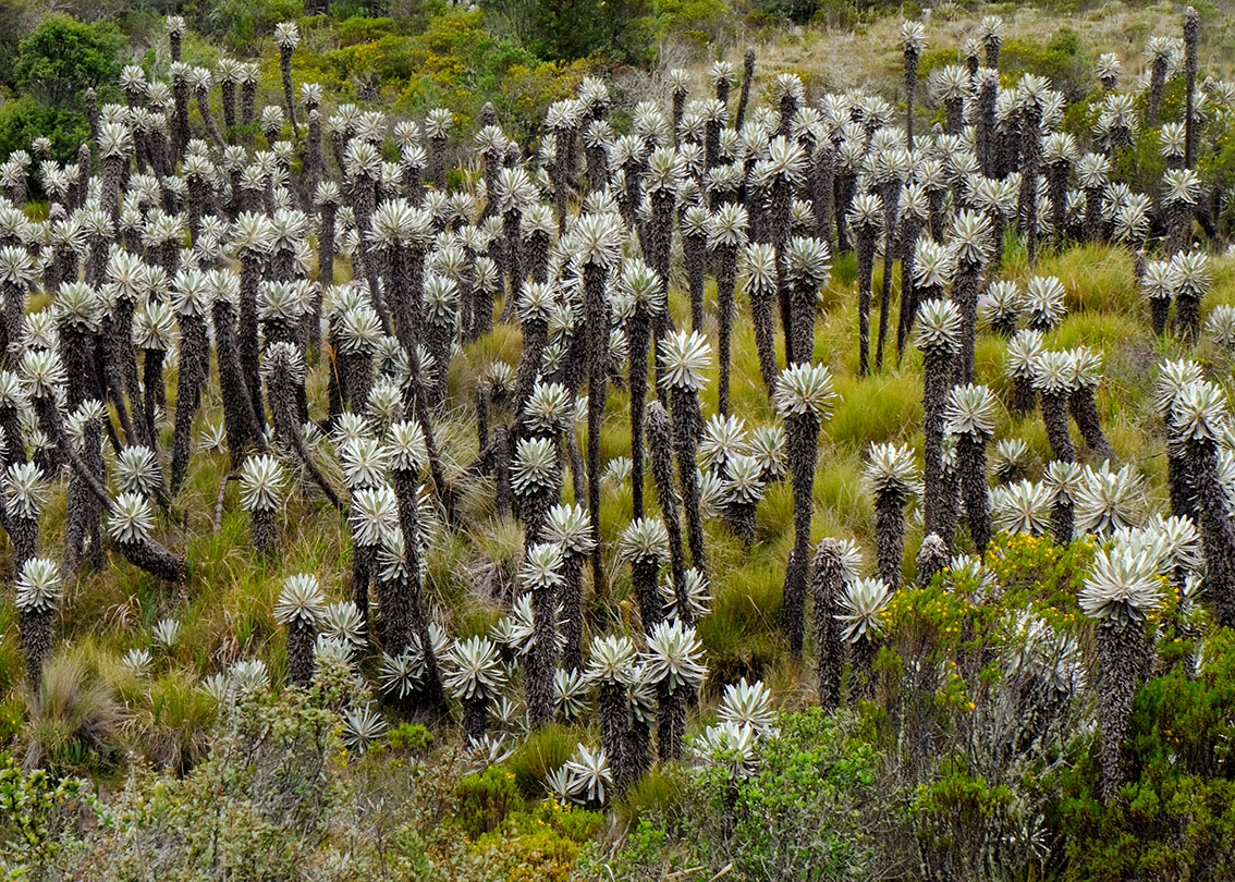 Hiking Boyacá's majestic El Consuelo páramo | The City Paper Bogotá