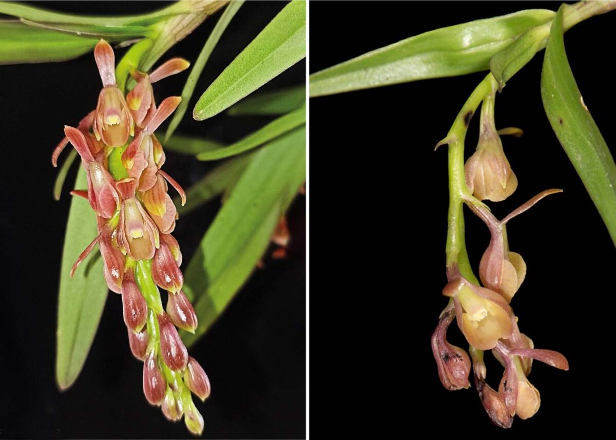 Rasmussen Star: New Orchid Species Discovered in Colombia’s Sierra ...